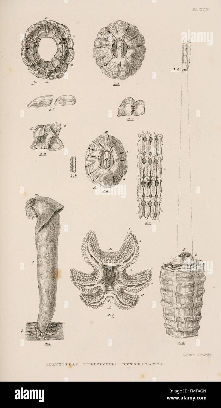 This monograph provides a detailed study of the sub-class Cirripedia, a ...