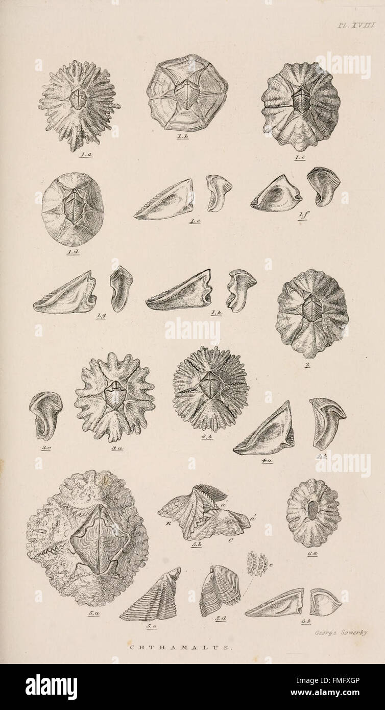 Barnacles cirripedia mblwhoi library hi-res stock photography and ...