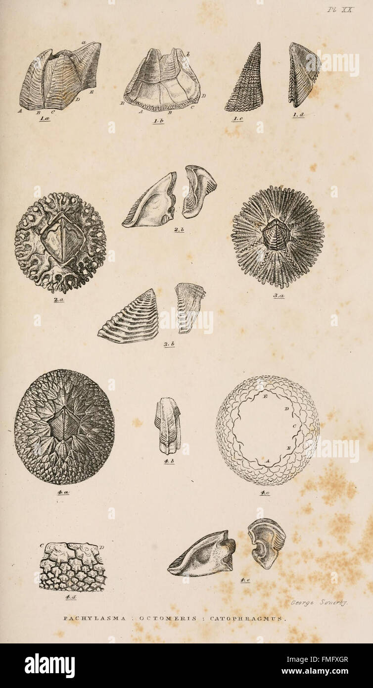 This monograph provides an in-depth study of Cirripedia (barnacles ...