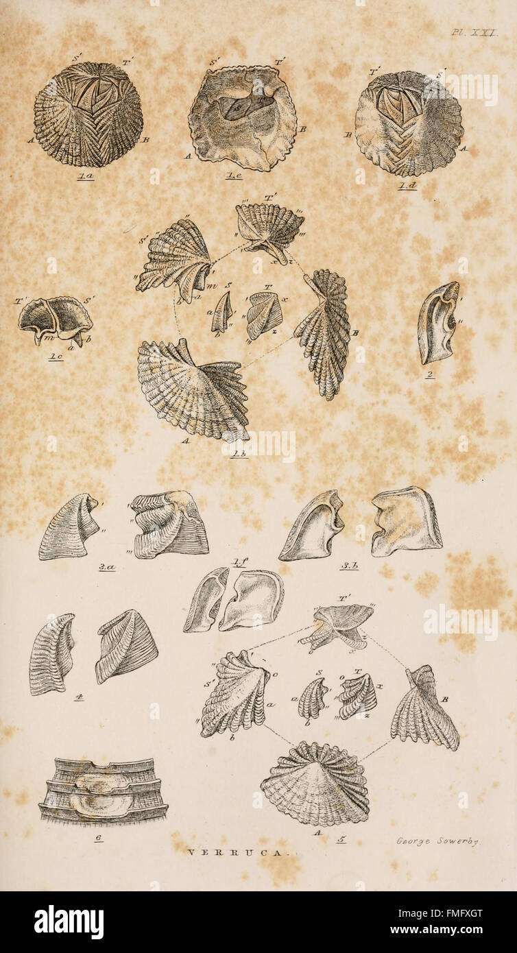 ‘A Monograph on the Sub-class Cirripedia’ focuses on the detailed ...