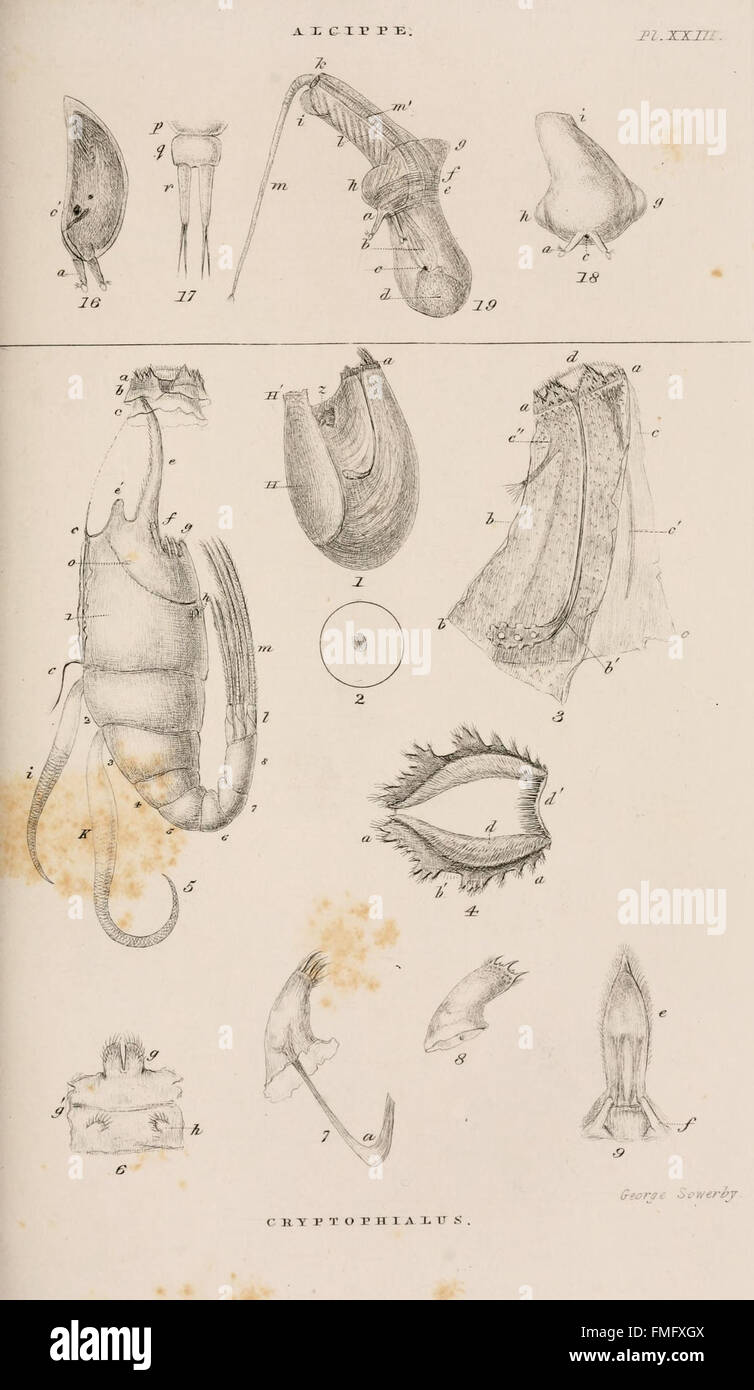 'A Monograph on the Sub-class Cirripedia' Plate XXIII presents detailed ...