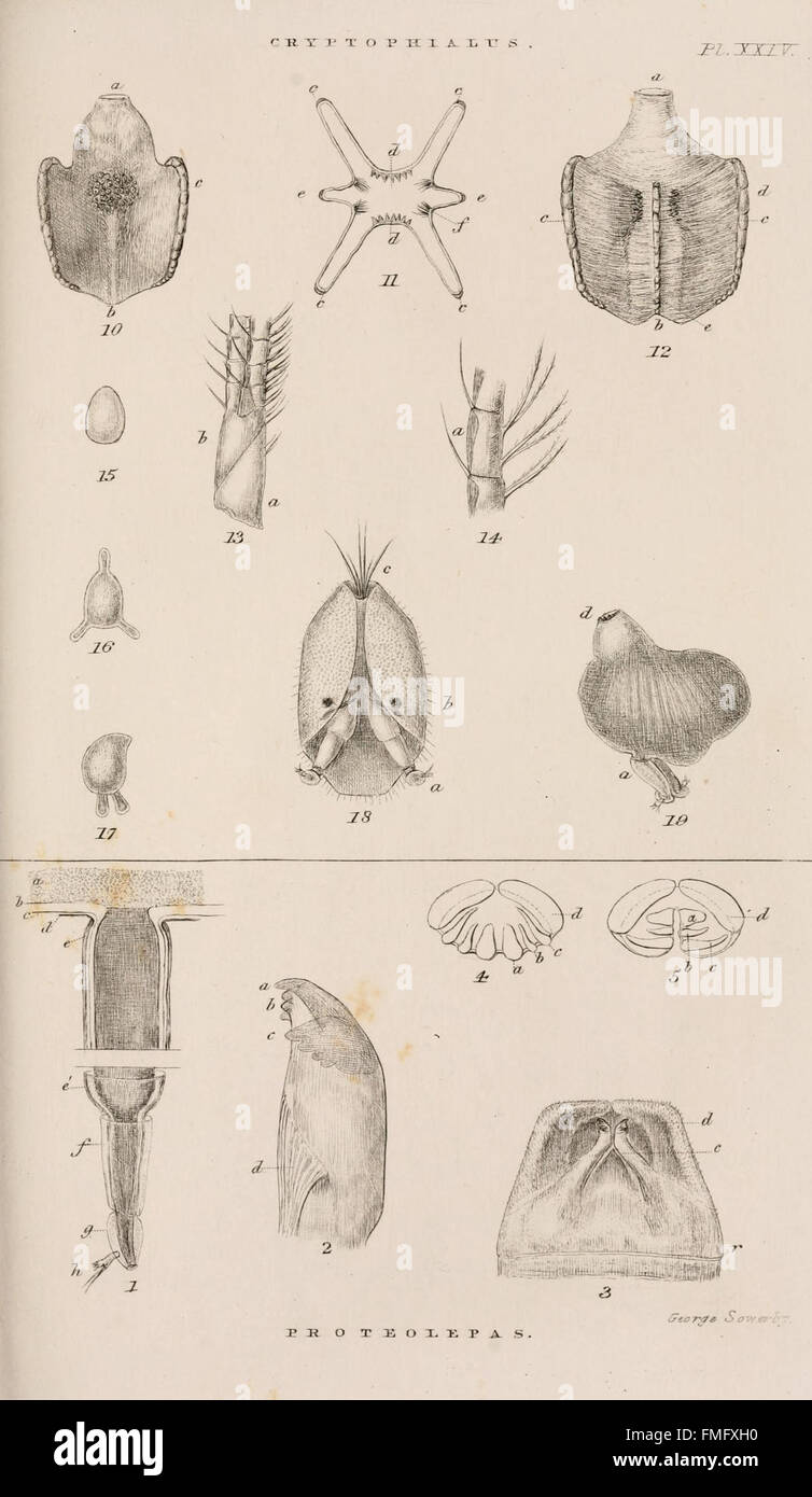 Plate XXIV from 'A Monograph on the Sub-Class Cirripedia' features ...