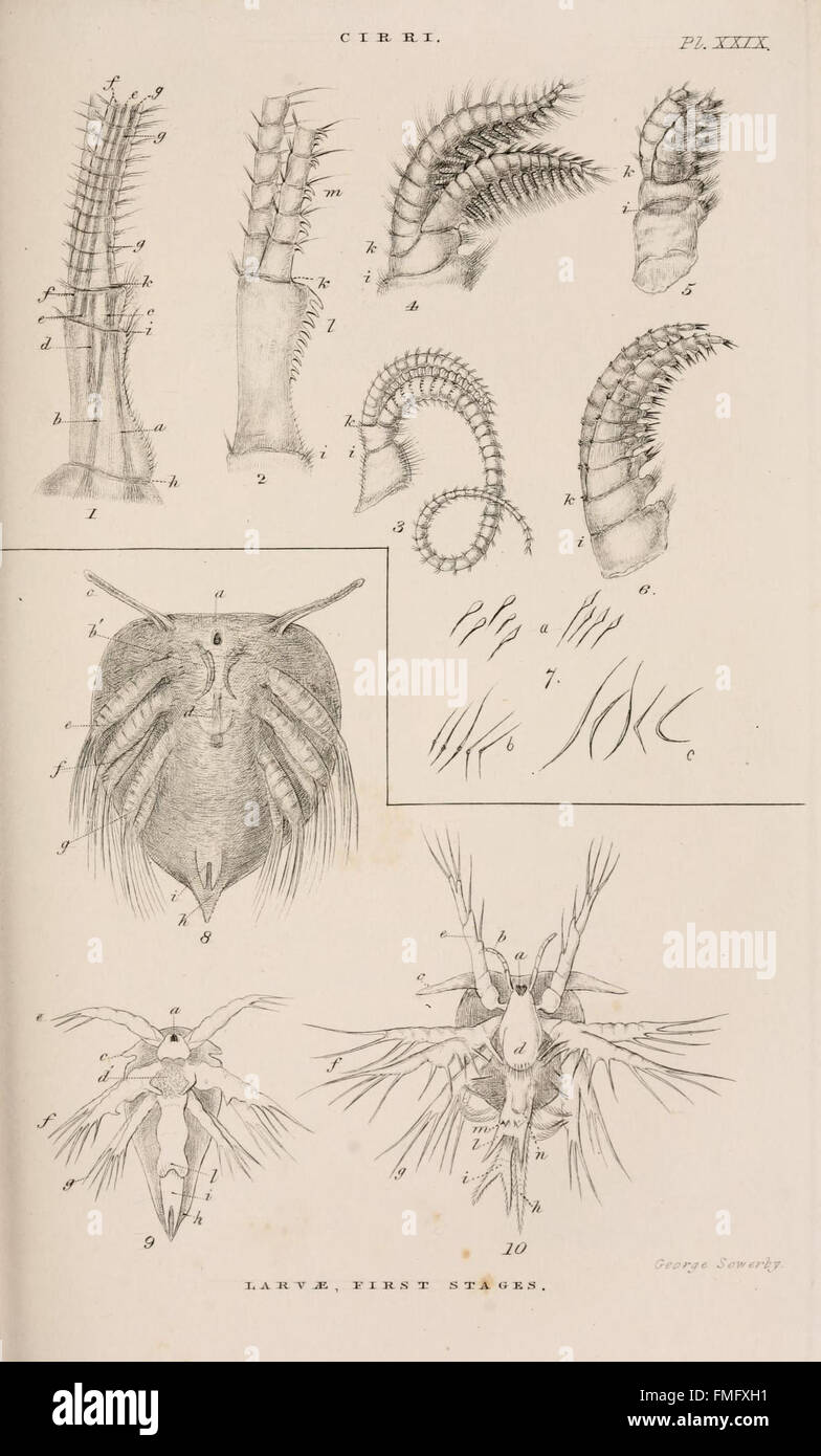 Plate XXIX from 'A Monograph on the Sub-Class Cirripedia' features ...