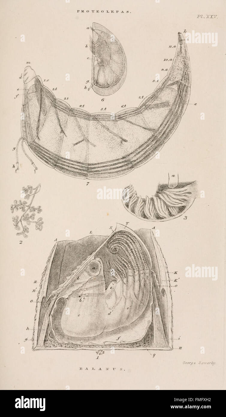 This monograph focuses on the sub-class Cirripedia, commonly known as ...