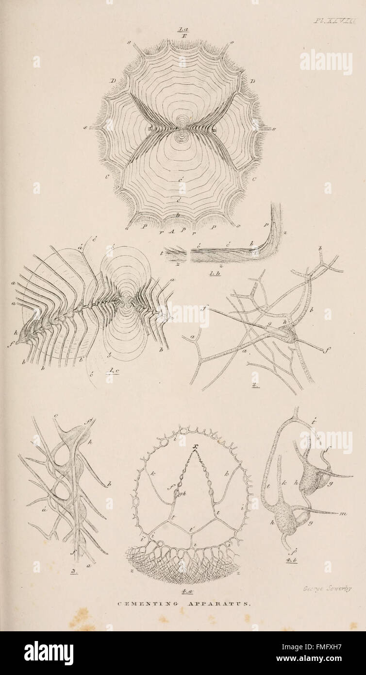 Plate XXVIII from 'A Monograph on the Sub-class Cirripedia' provides ...