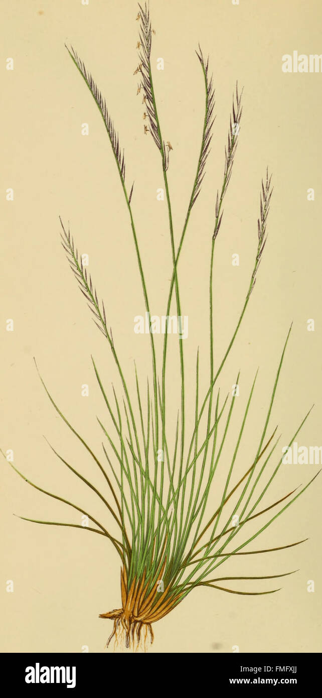 'A Natural History of British Grasses' (1858) offers a comprehensive ...
