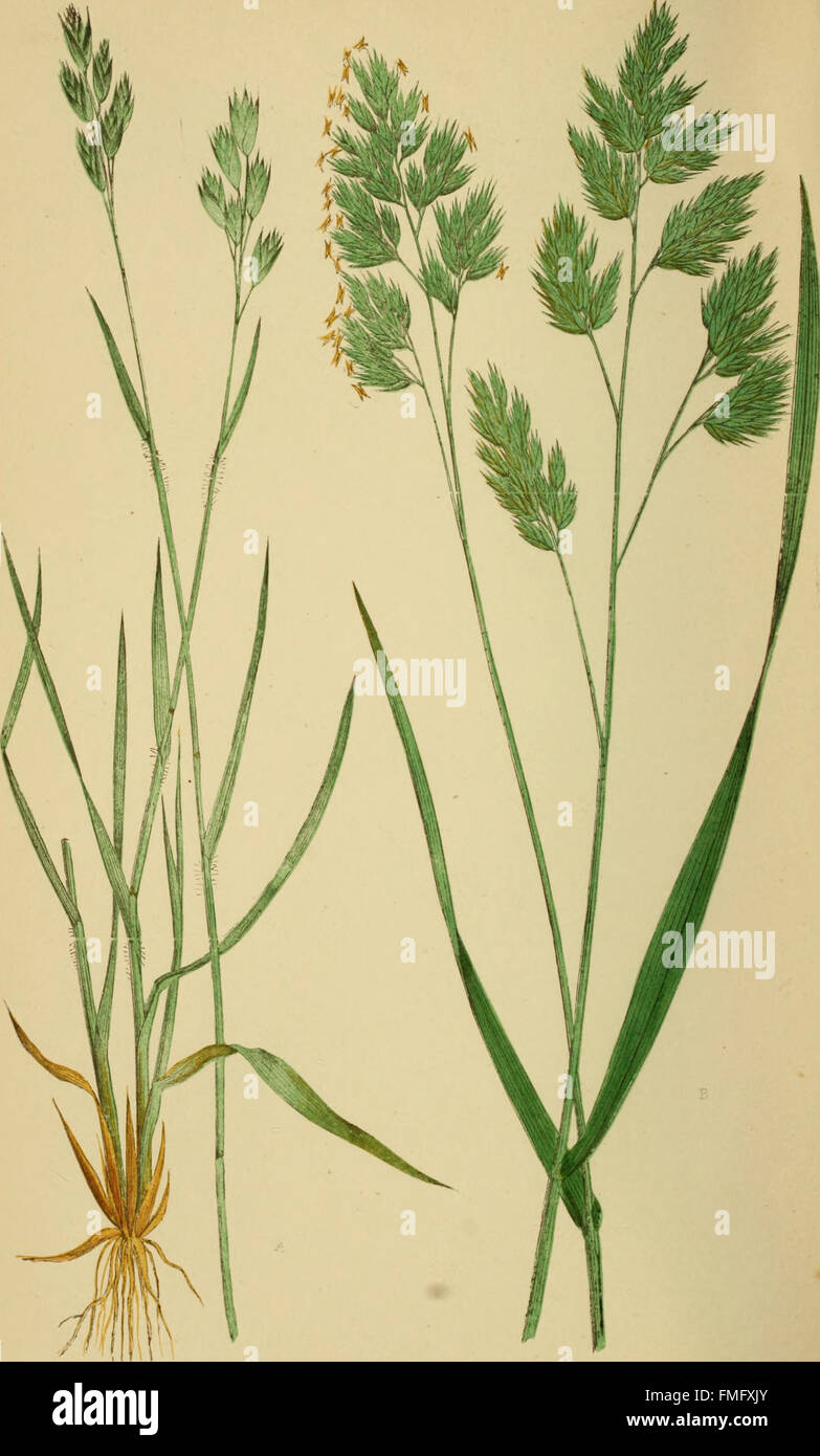 Detailed study of various grass species hi-res stock photography and ...