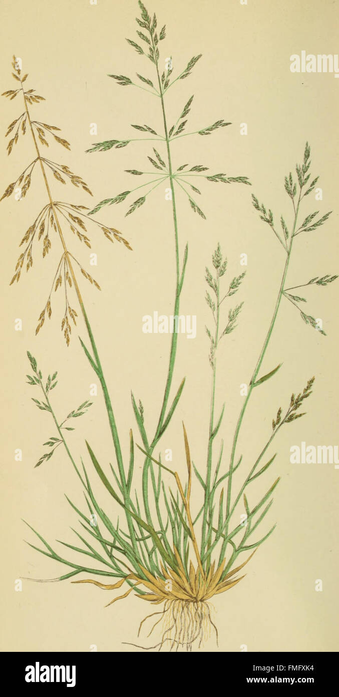 'A Natural History of British Grasses' (1858) explores the variety of ...