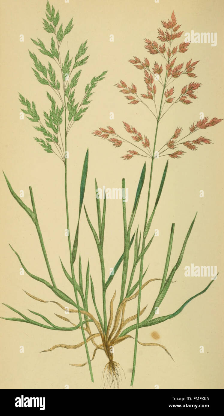 *A Natural History of British Grasses* (1858) offers detailed ...