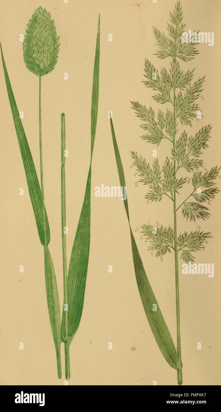 'A Natural History of British Grasses' (1858) offers a comprehensive ...