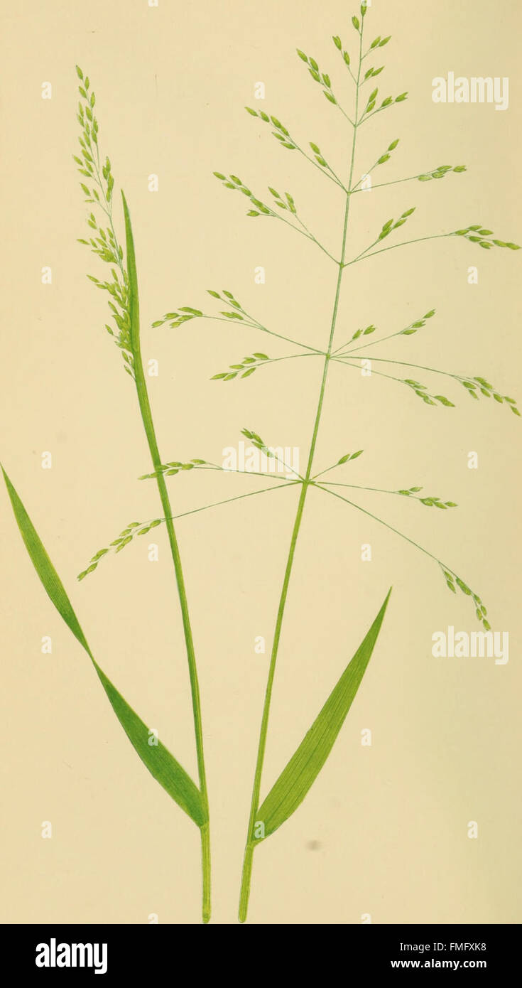 Understanding different grass species hi-res stock photography and ...
