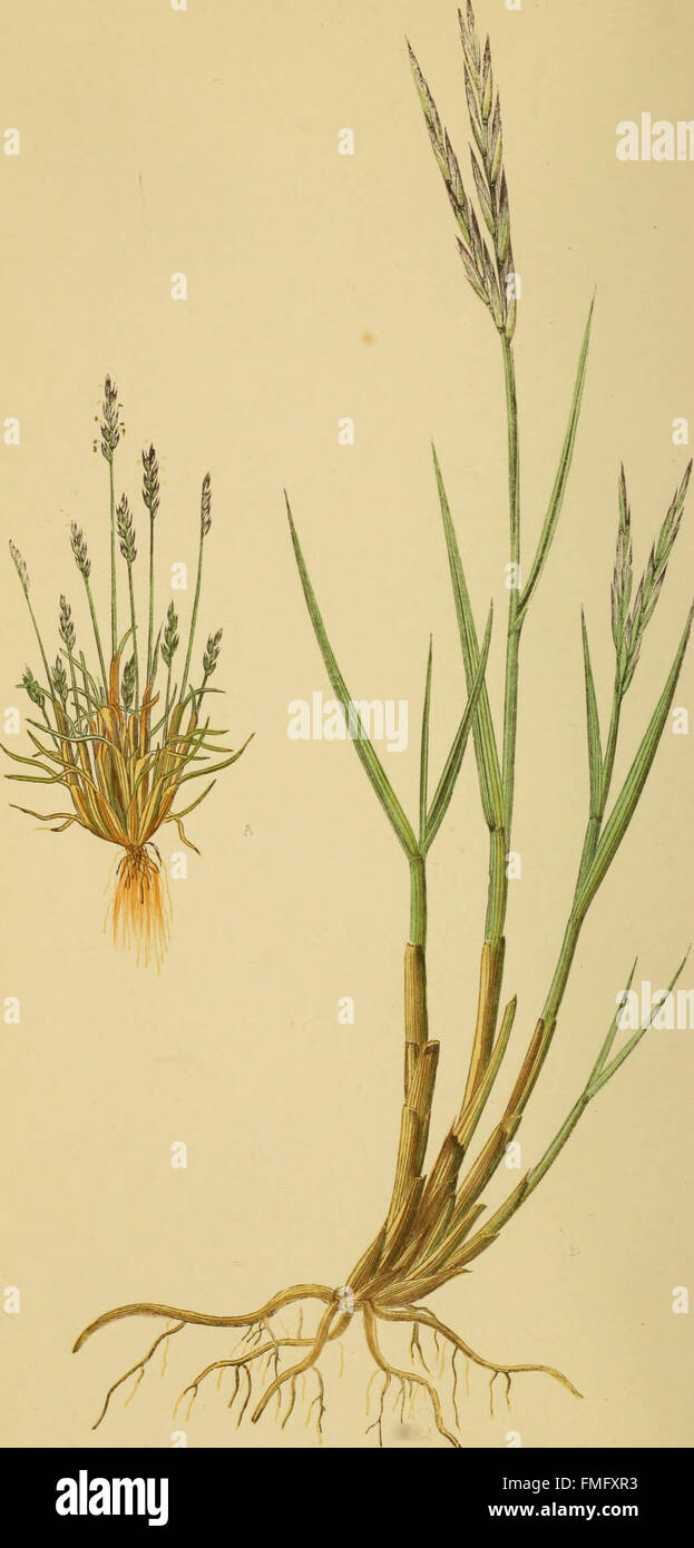 The 1858 work 'A Natural History of British Grasses' provides a ...
