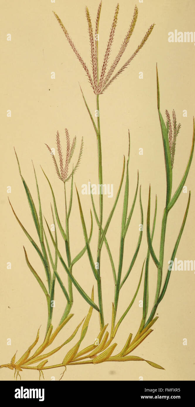The 1858 work on British grasses provides detailed descriptions and ...