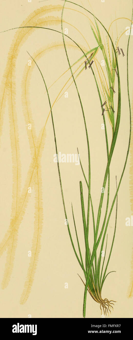 'A Natural History of British Grasses' (1858) provides a comprehensive ...