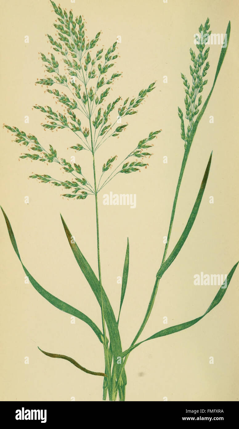 Natural history of british grasses hi-res stock photography and images ...