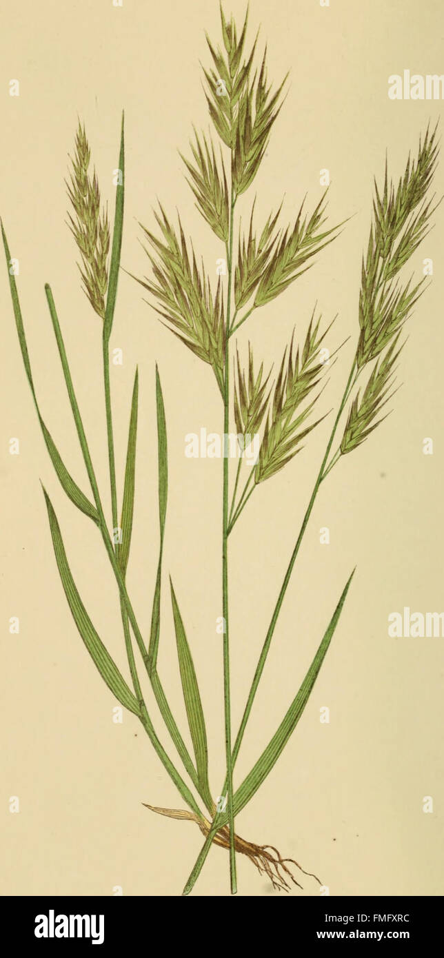 A natural history of British grasses (1858 Stock Photo - Alamy