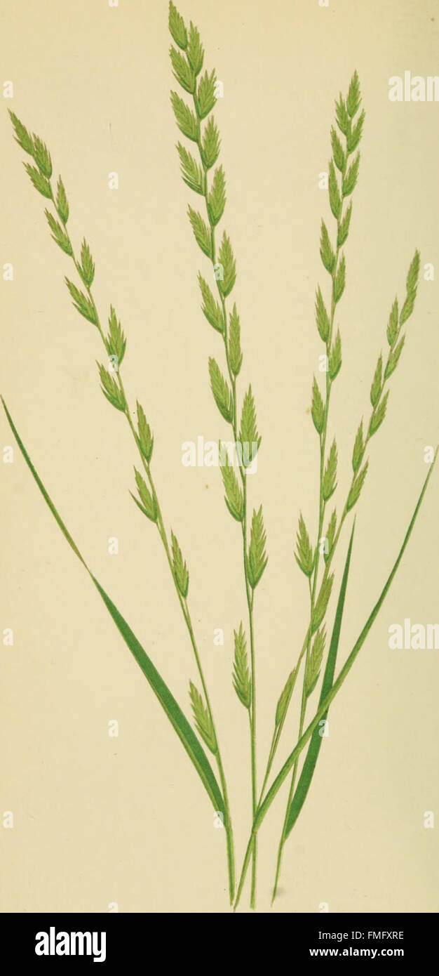This 1858 work, 'A Natural History of British Grasses,' provides a ...
