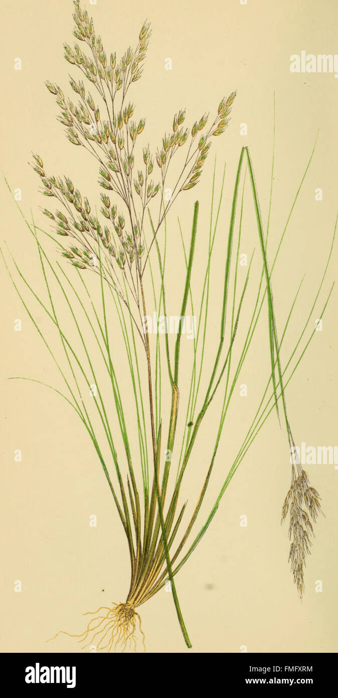 Natural history of british grasses hi-res stock photography and images ...