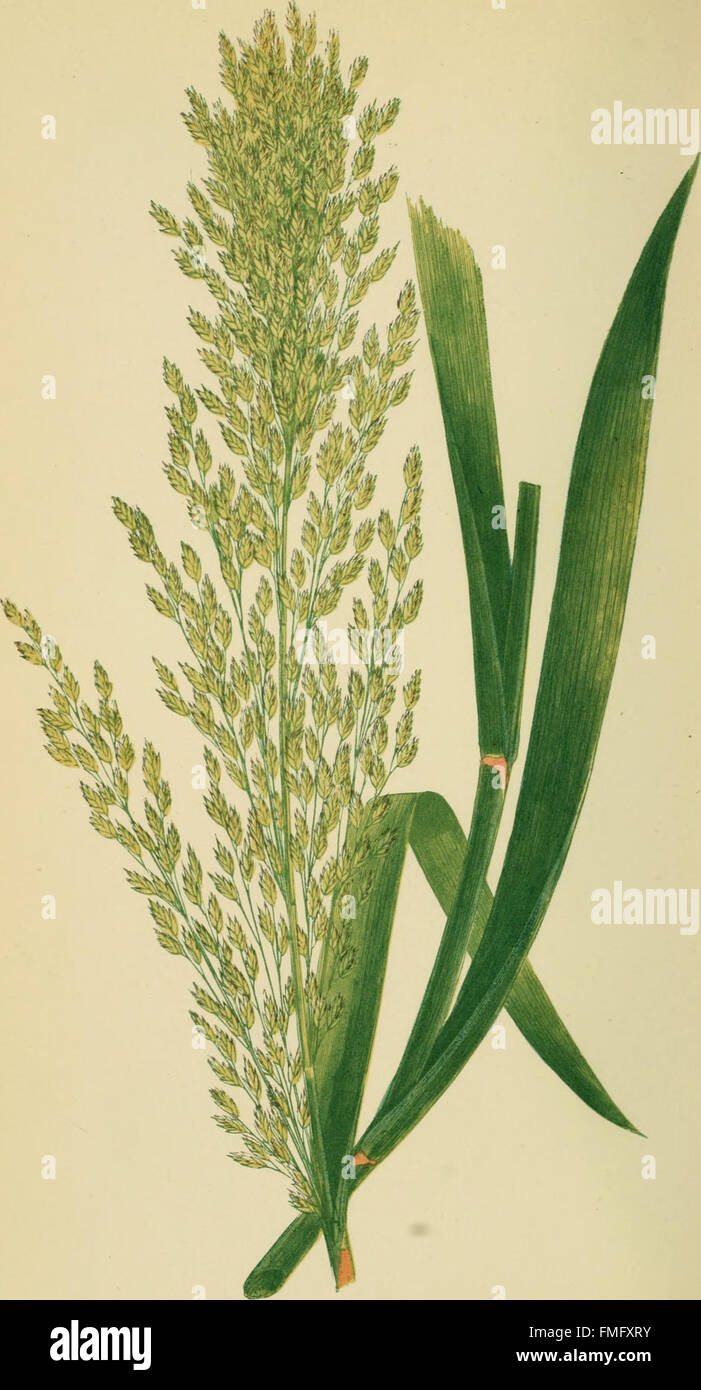 This 1858 work provides a comprehensive study of the grasses native to ...