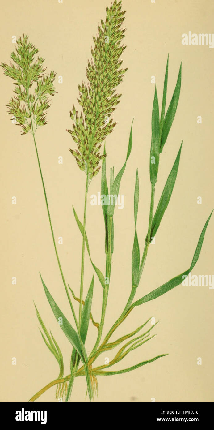 A comprehensive study of British grasses from 1858, detailing species ...