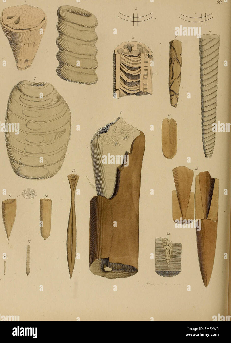 This 1850 pictorial atlas presents colored illustrations of fossilized ...