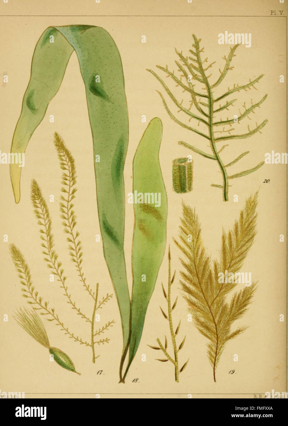 Understanding marine plant life hi-res stock photography and images - Alamy