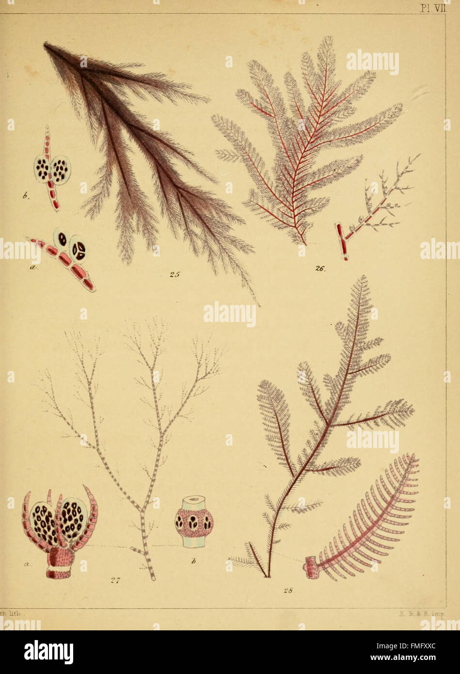 Seaweeds british marine plants hi-res stock photography and images - Alamy