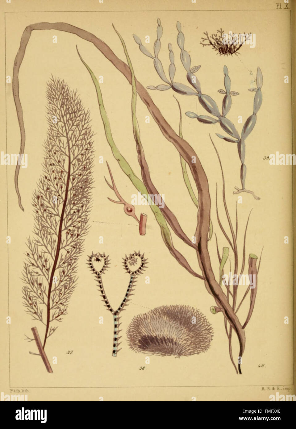 This plate from 'A Popular History of British Sea-Weeds' highlights ...