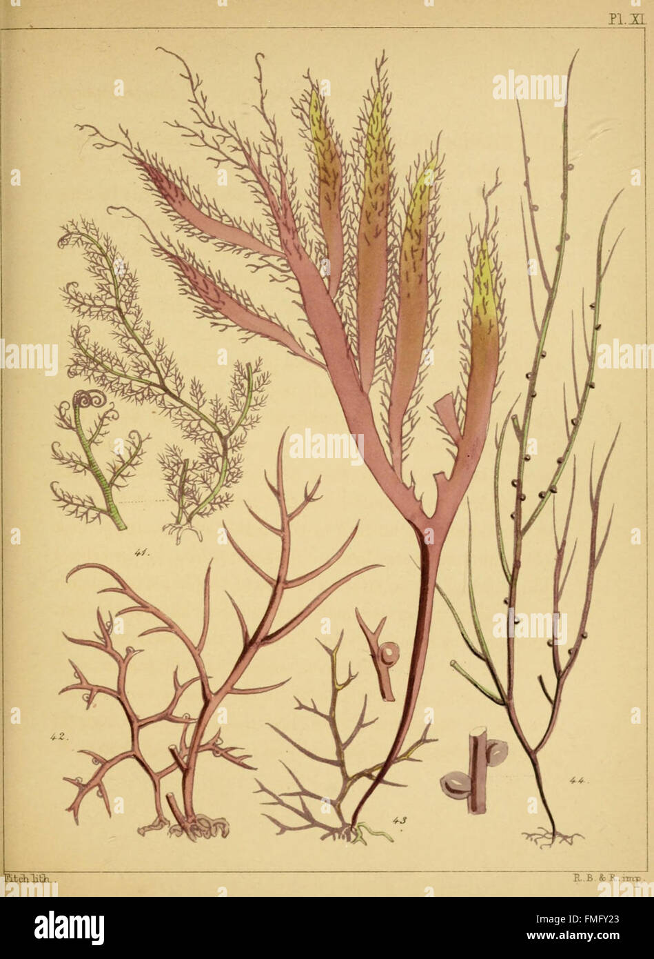 Plate XI from 'A Popular History of British Sea-Weeds' presents ...
