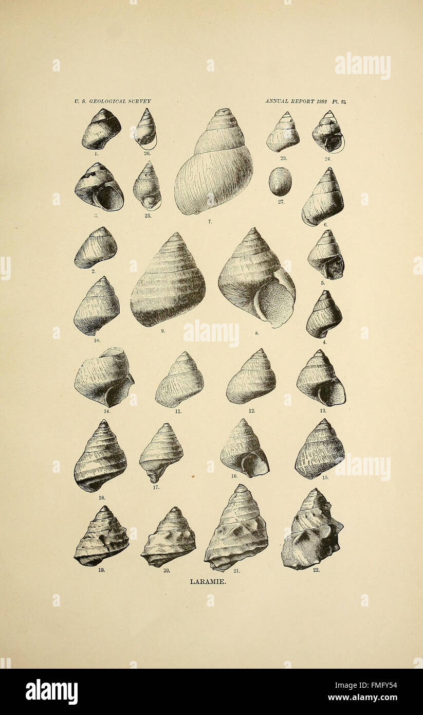 Plate 24 from 'A Review of the Non-Marine Fossil Mollusca of North ...
