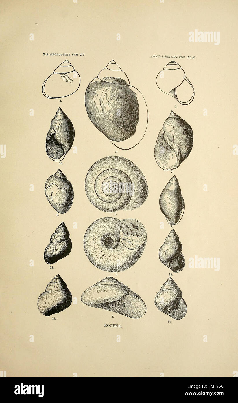 Non marine fossil mollusca of north america hi-res stock photography ...