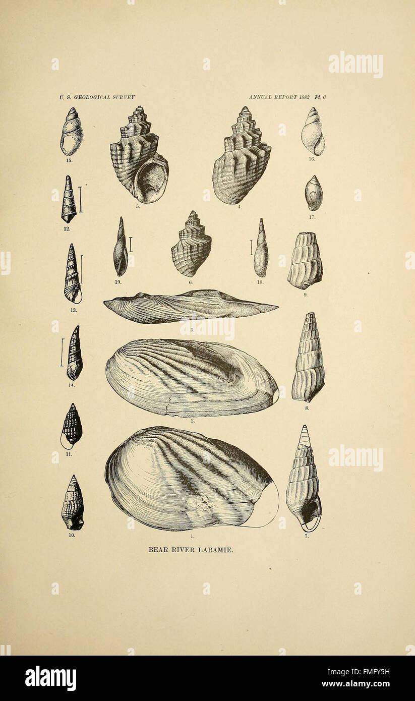 Plate 6 from 'A Review of the Non-Marine Fossil Mollusca of North ...