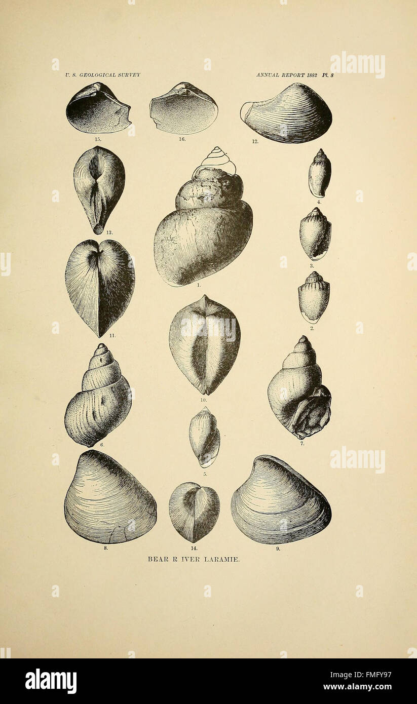 Plate 8 from *A Review of the Non-Marine Fossil Mollusca of North ...