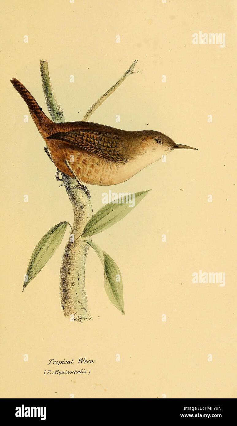 *A Selection of the Birds of Brazil and Mexico* (Plate 13) features ...
