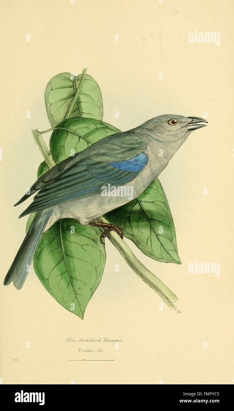 Plate 37 from 'A Selection of the Birds of Brazil and Mexico' depicts a ...