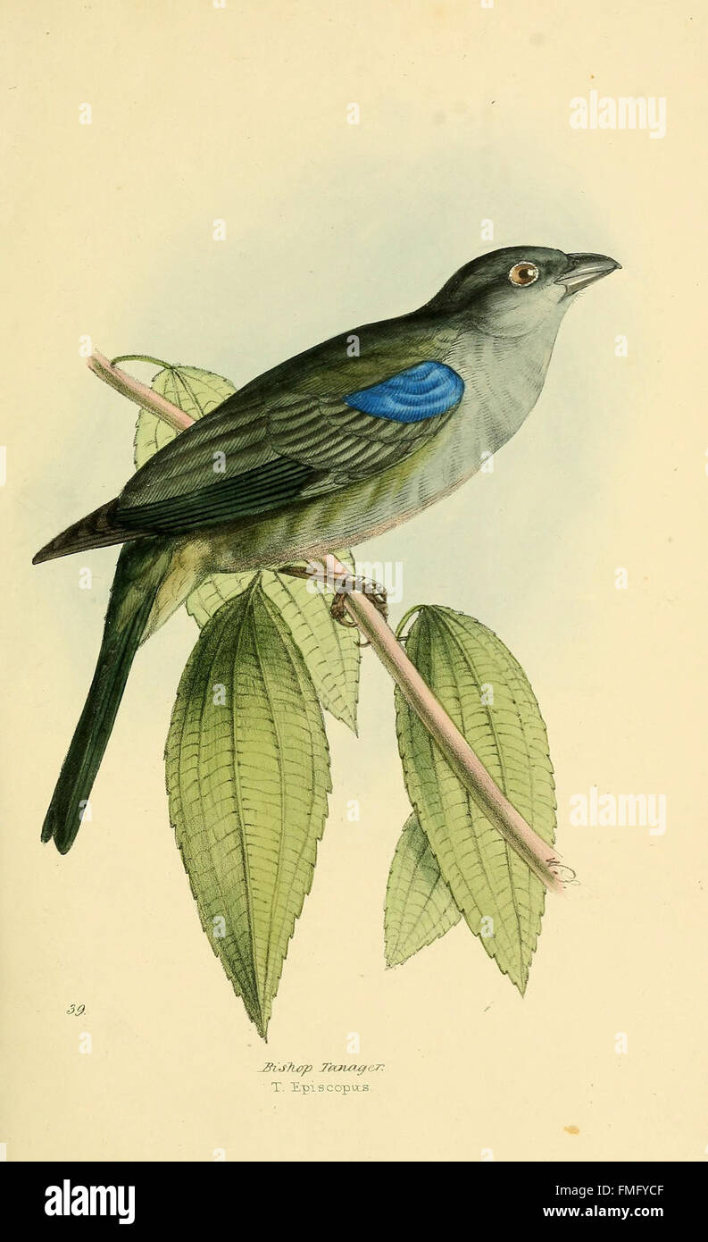 Plate 39 from 'A Selection of the Birds of Brazil and Mexico' showcases ...