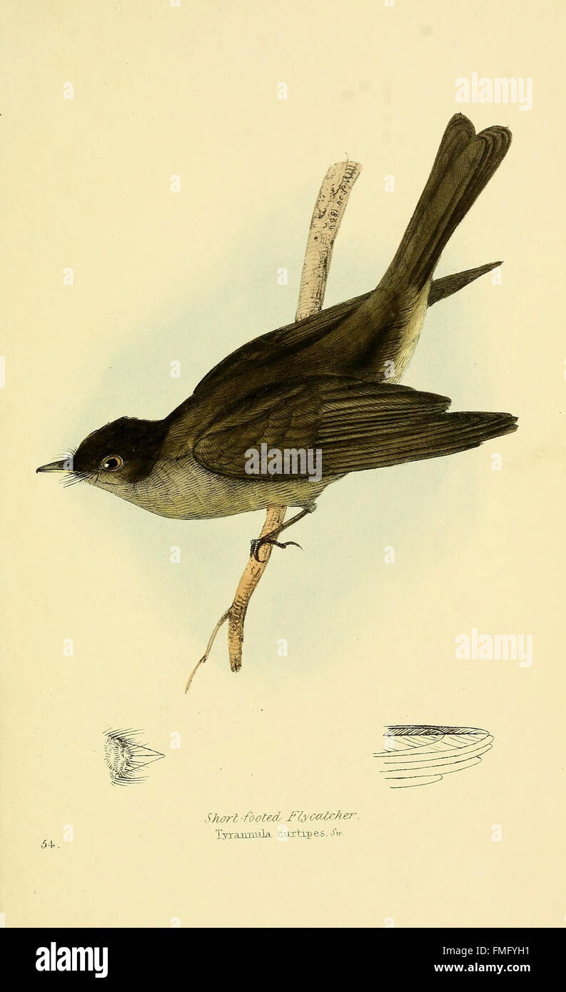 Plate 54 from A Selection of the Birds of Brazil and Mexico showcases ...