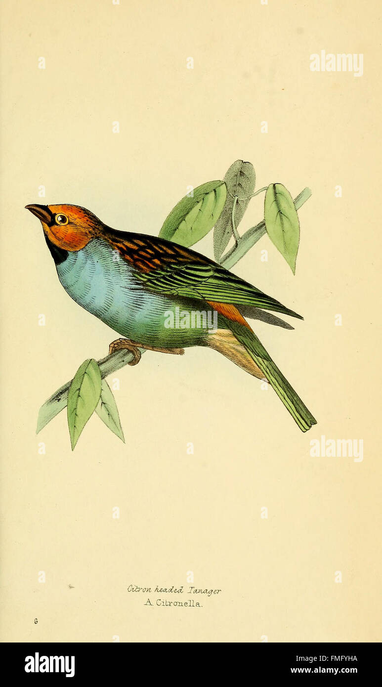 Plate 6 from 'A Selection of the Birds of Brazil and Mexico' showcases ...