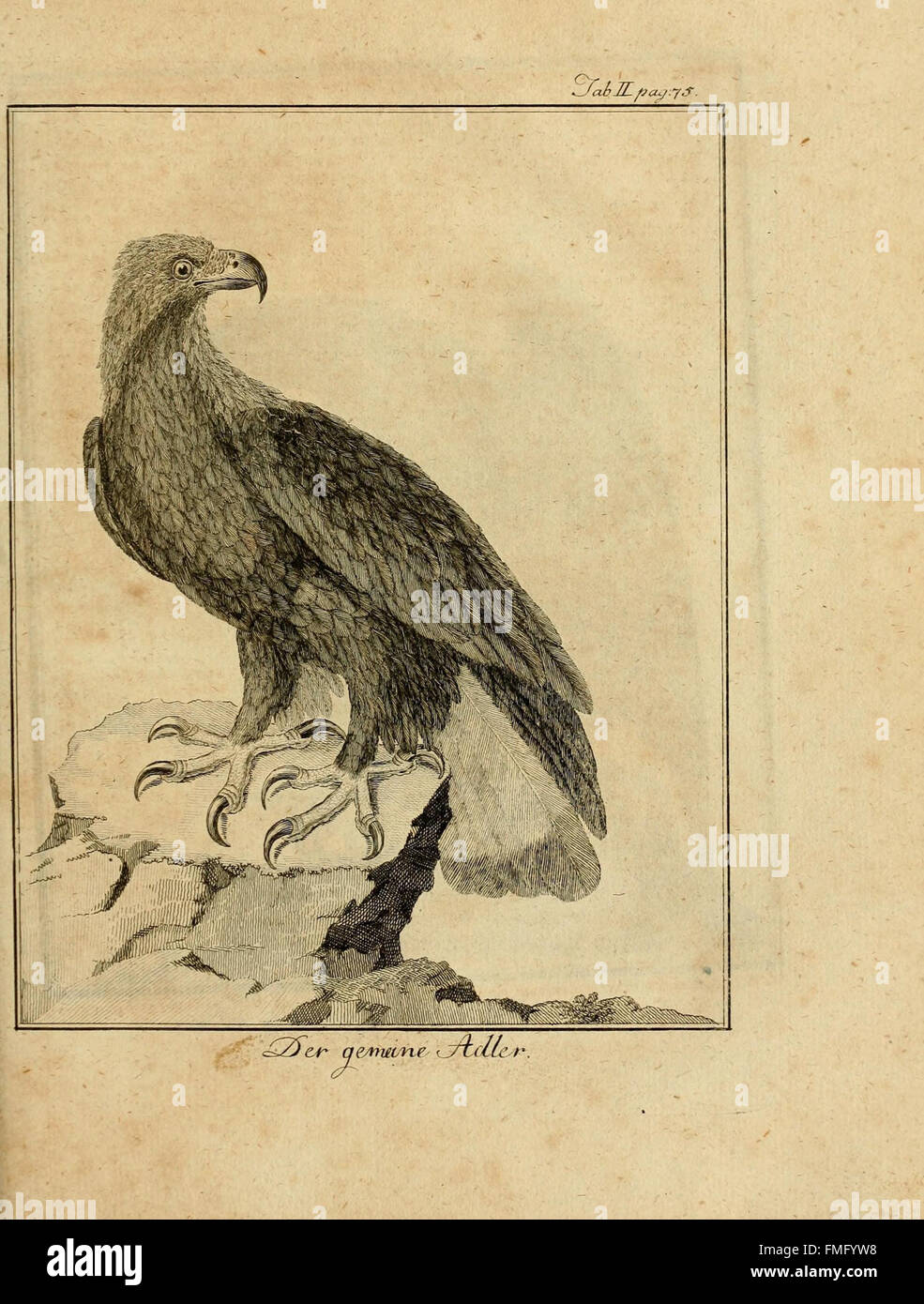 This plate from Buffon’s 'Naturgeschichte der Vögel' (Natural History ...
