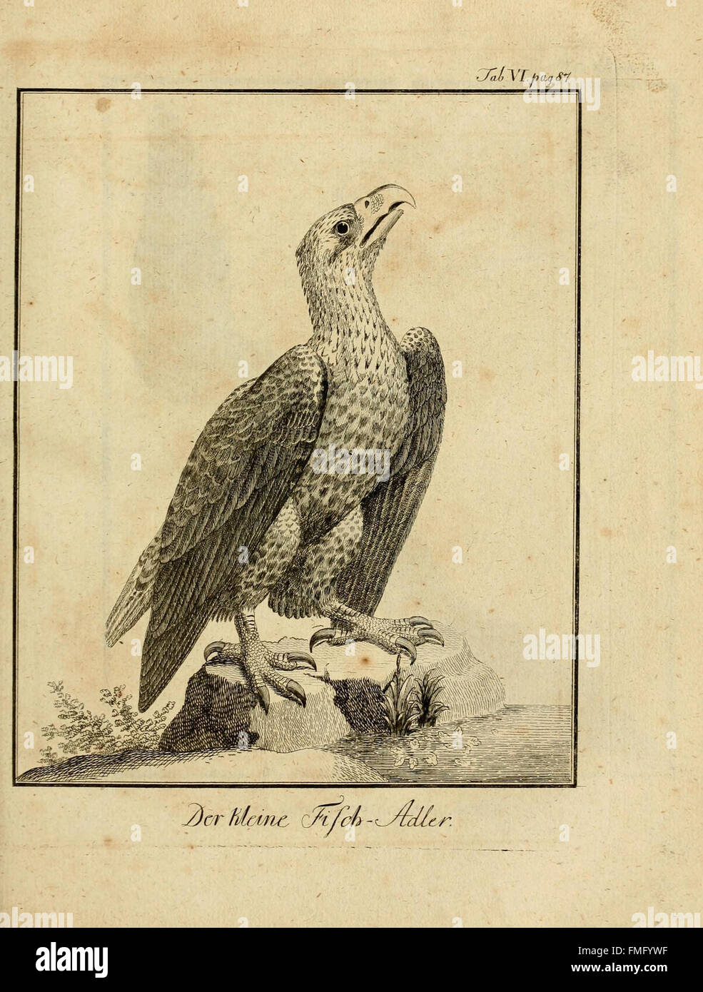 Plate VI from *Büffon’s Naturgeschichte der Vögel* features various ...