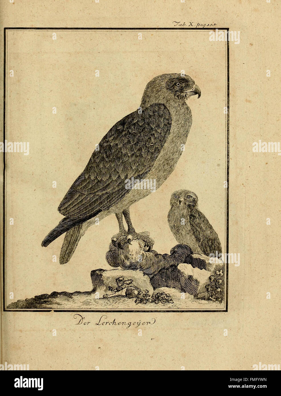 'Büffons Naturgeschichte der Vögel' (Tab. X) features a detailed ...