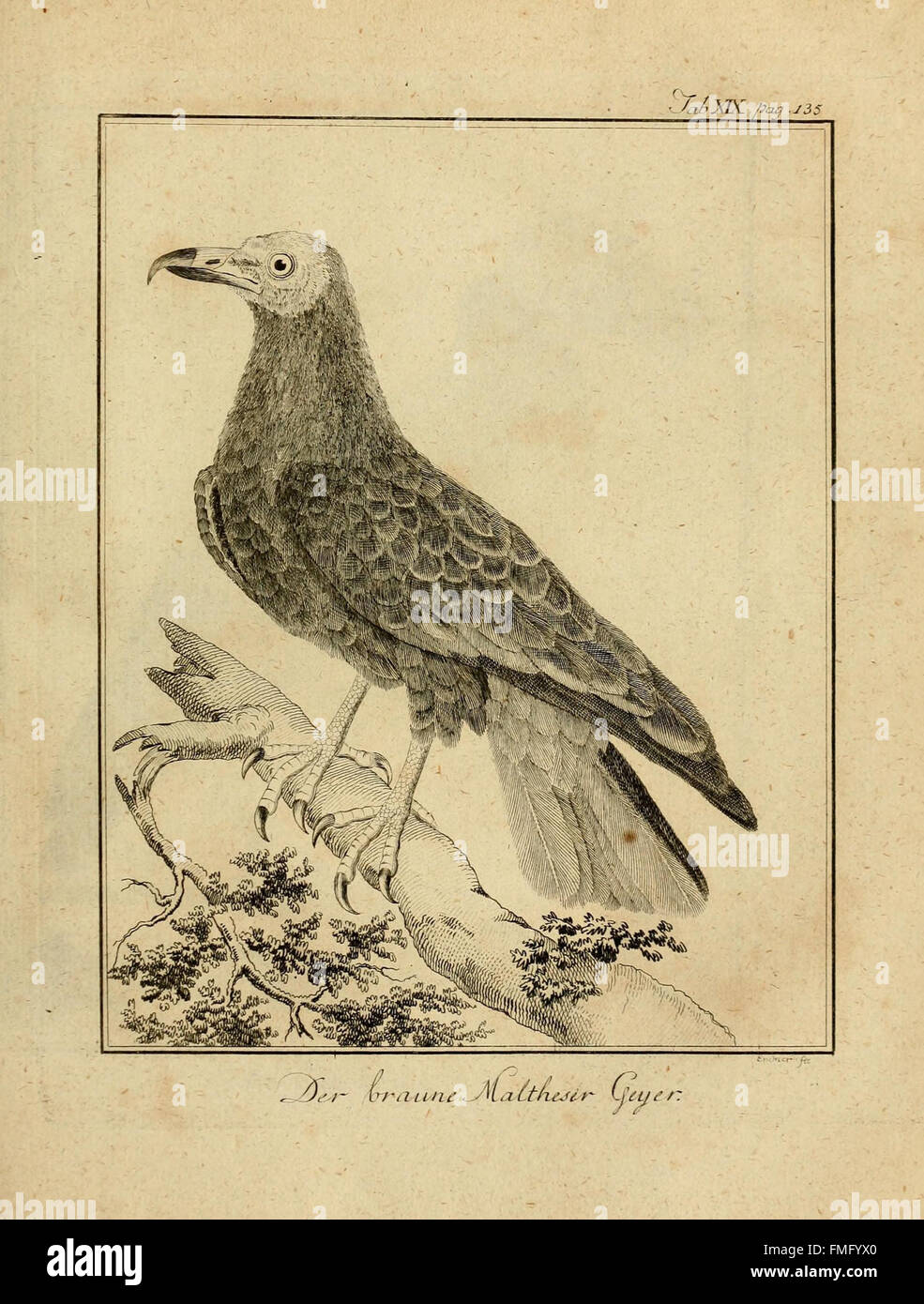 Plate XIX from 'Buffon’s Naturgeschichte der Vögel' illustrates various ...