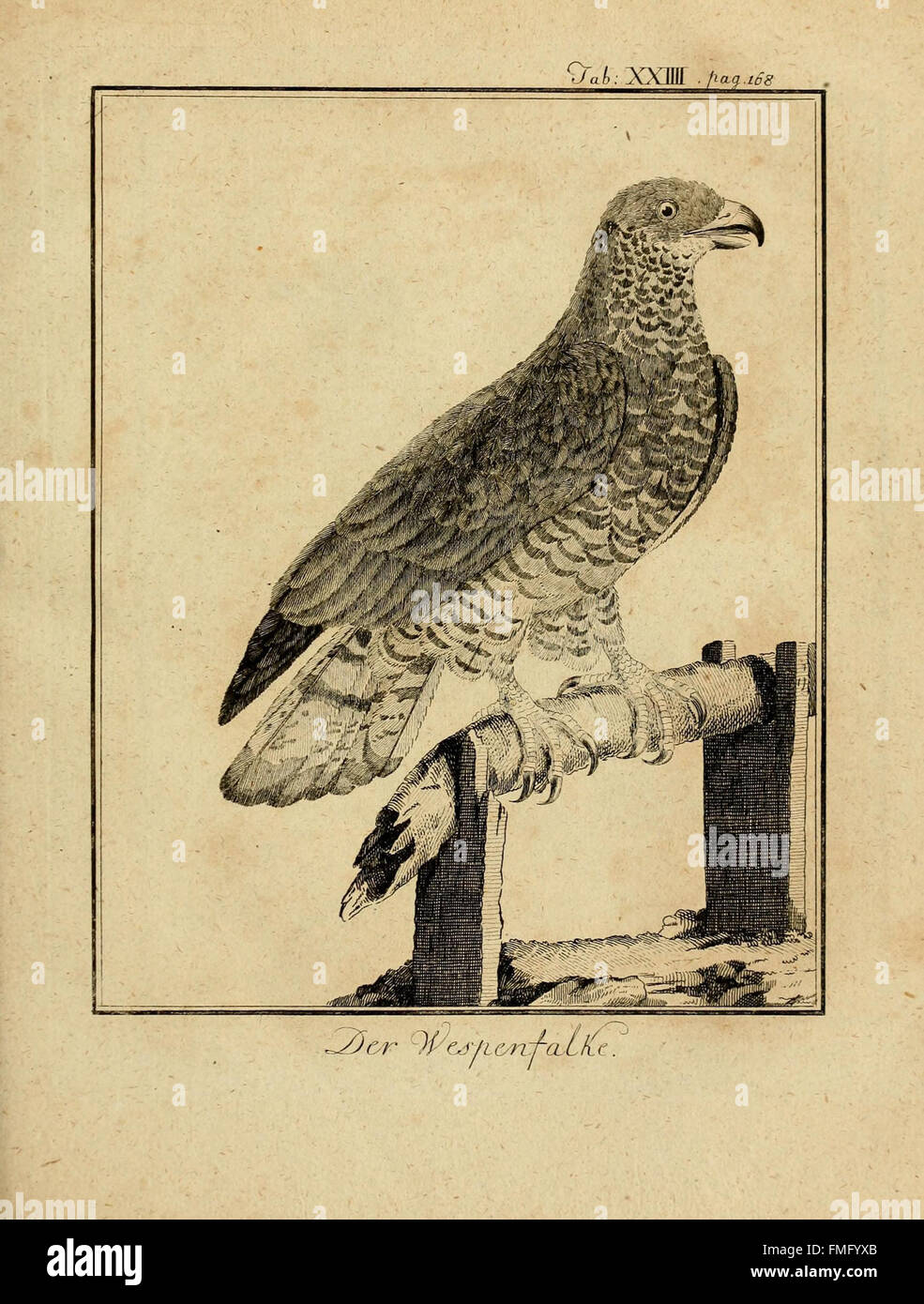 Tab. XXIV from 'Buffon's Naturgeschichte der Vögel' features detailed ...
