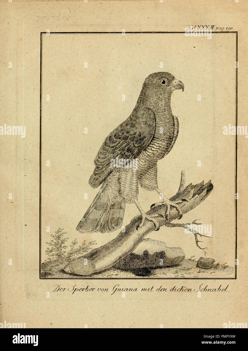 Boeffon hi-res stock photography and images - Alamy