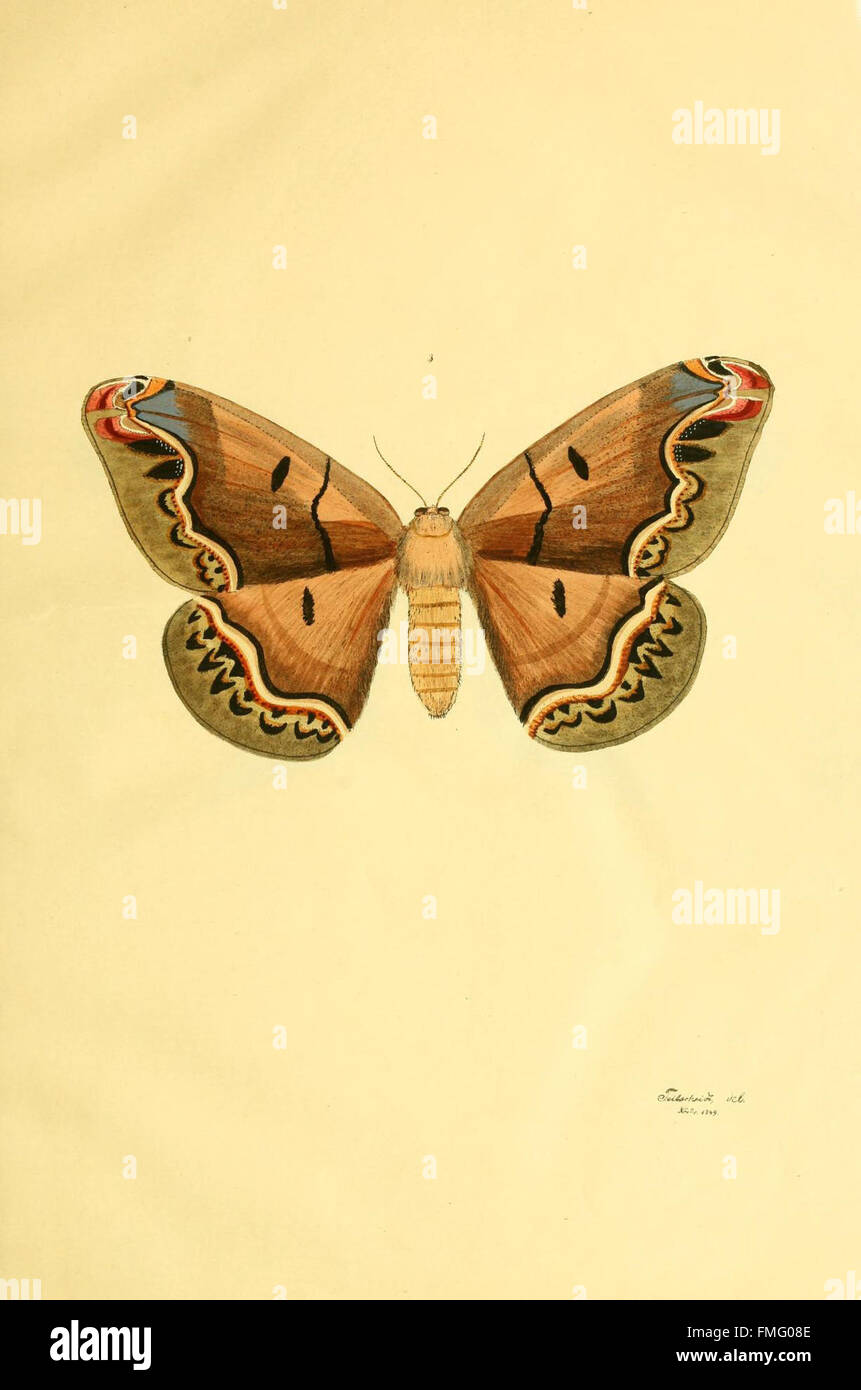 Diversity of lepidopteran species hi-res stock photography and images ...