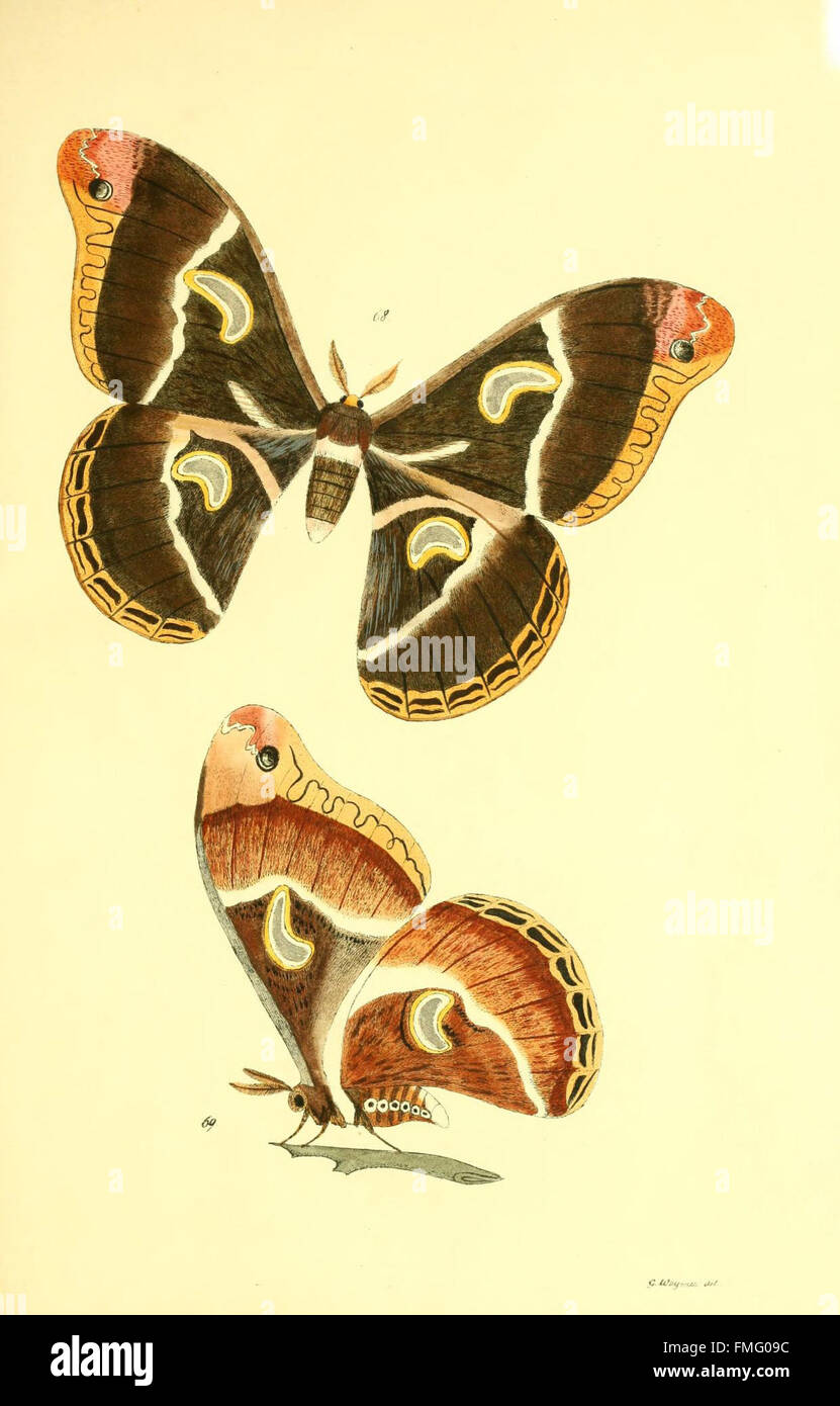 'Beitrage zur Schmetterlingskunde' (Contributions to Lepidoptery) is a ...