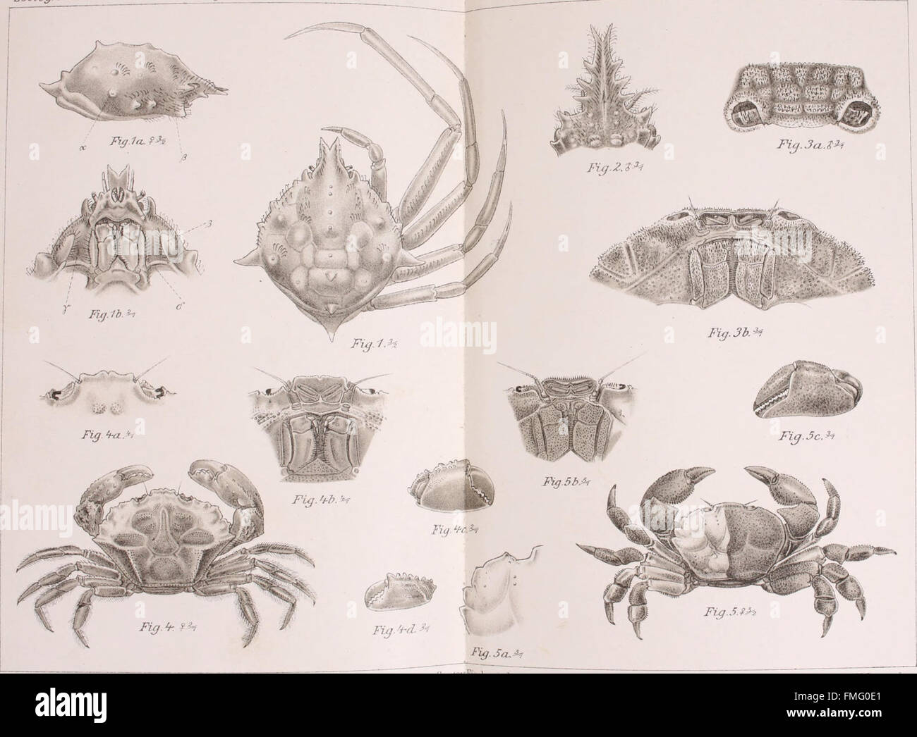 This 1895 report by Captain Storm covers the collection of decapods and stomatopods from the ...