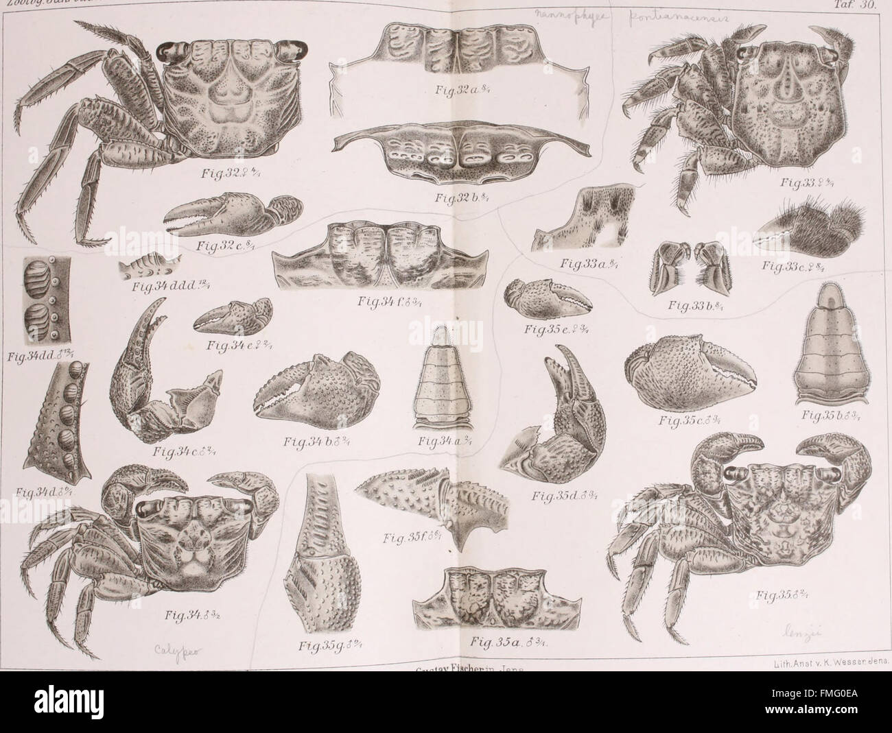 This 1895 report by Captain Storm details the collection of decapods ...