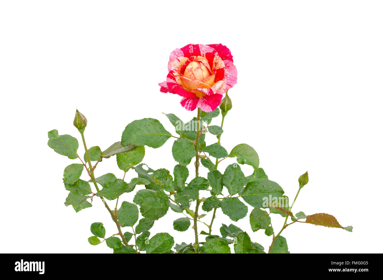 roses on tree isolated on white background Stock Photo - Alamy