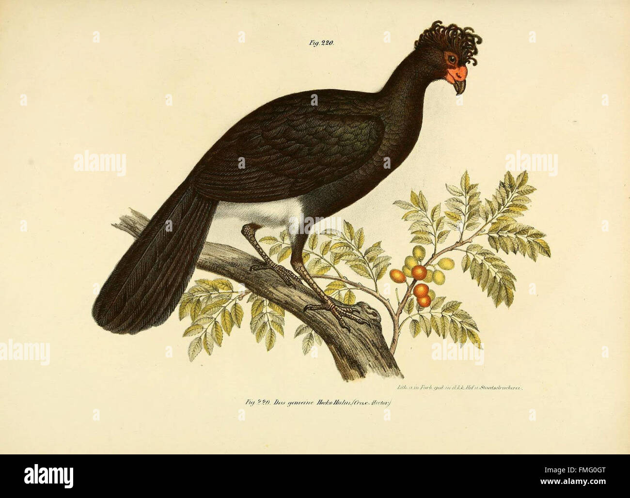 Figure 220 from the 'Bilder-Atlas' presents detailed illustrations of ...